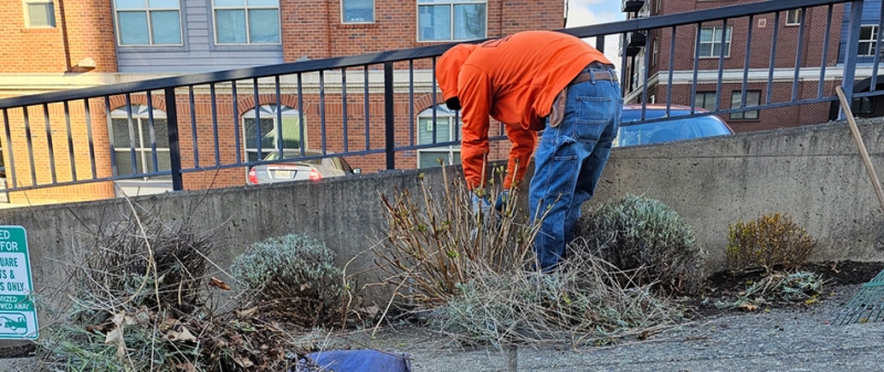 Perennial Pruning | Bellingham | Whatcom | Dependable Yard Care