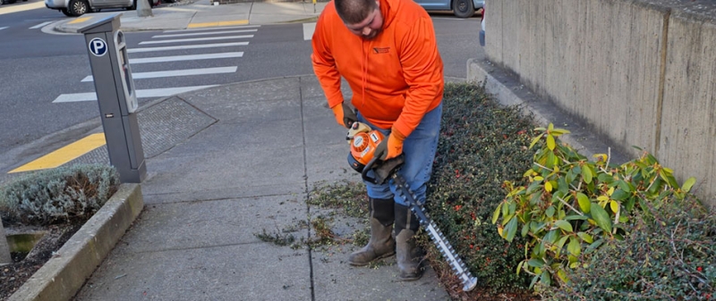 Shrub Trimming | Bellingham | Dependable Yard Care